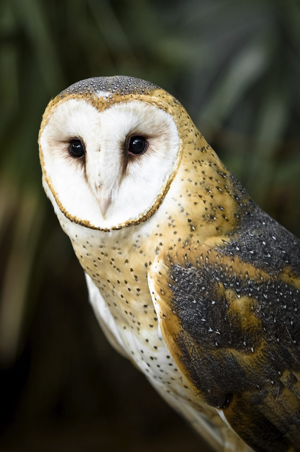 Central Coast Vineyard Team and PG&E Barn Owl Nest Box Program | Barn ...