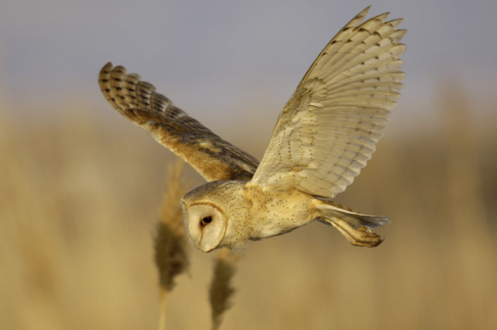 Wisconsin barn owls | Barn Owl Box Company