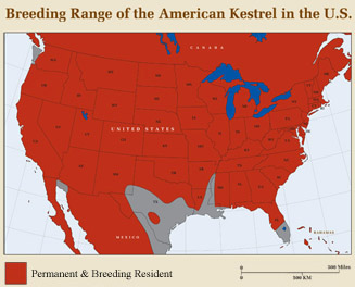 Kestrel Biology | Conservation | Interesting Facts | Barn Owl Box Company