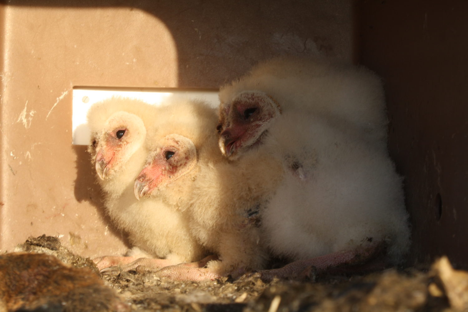 Barn Owl/Rodent Research Project | California Vineyard | Barn Owl Box ...