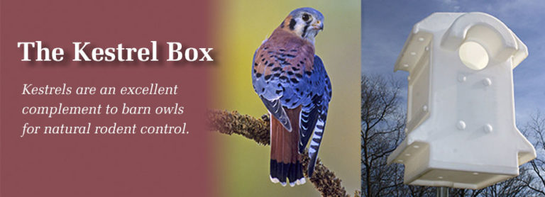 Kestrel Nest Box | Barn Owl Box Company