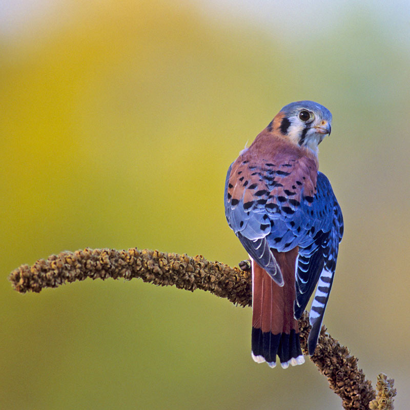 Kestrel Nest Box | Barn Owl Box Company
