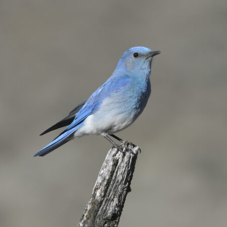 Bluebird Biology | How to Attract Bluebirds | Barn Owl Box Company