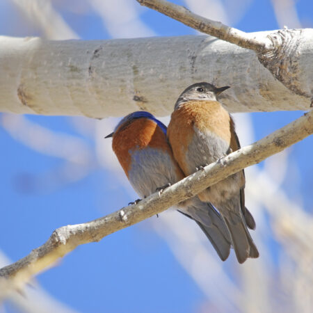 Bluebird Biology | How to Attract Bluebirds | Barn Owl Box Company