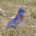 Bluebird Biology | How to Attract Bluebirds | Barn Owl Box Company