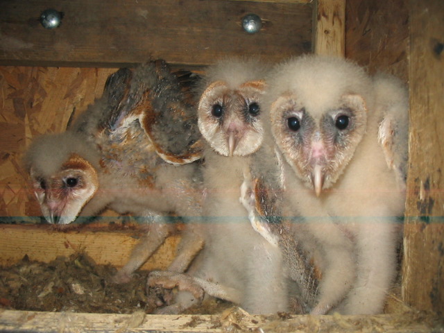 Barn owls in Oregon | Barn Owl Box Company