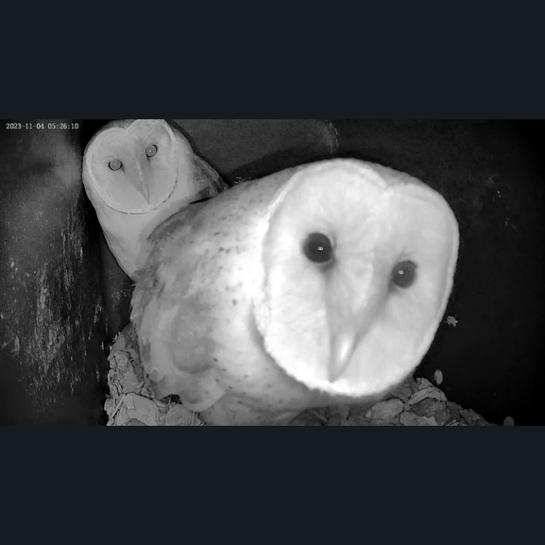 Solar Powered WiFi Nest Box Camera | Barn Owl Box Company